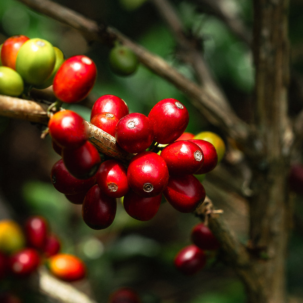 Class: Tasting Specialty Coffee – Phil & Sebastian Coffee Roasters